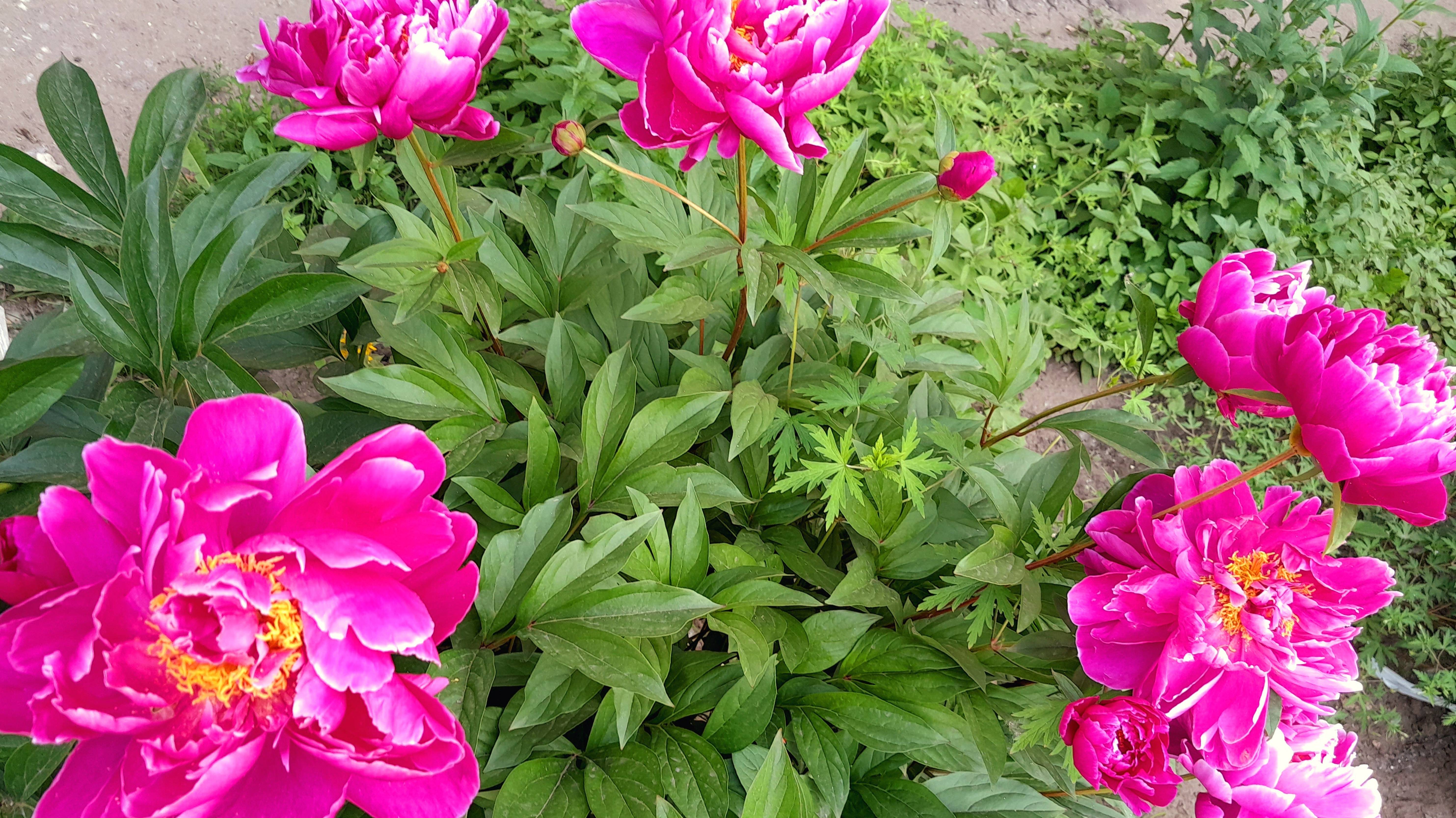 РОСКОШНЫЕ ПИОНЫ СИБИРИ! КАК на КАРТИНАХ