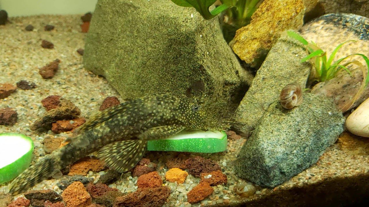 Анциструсы