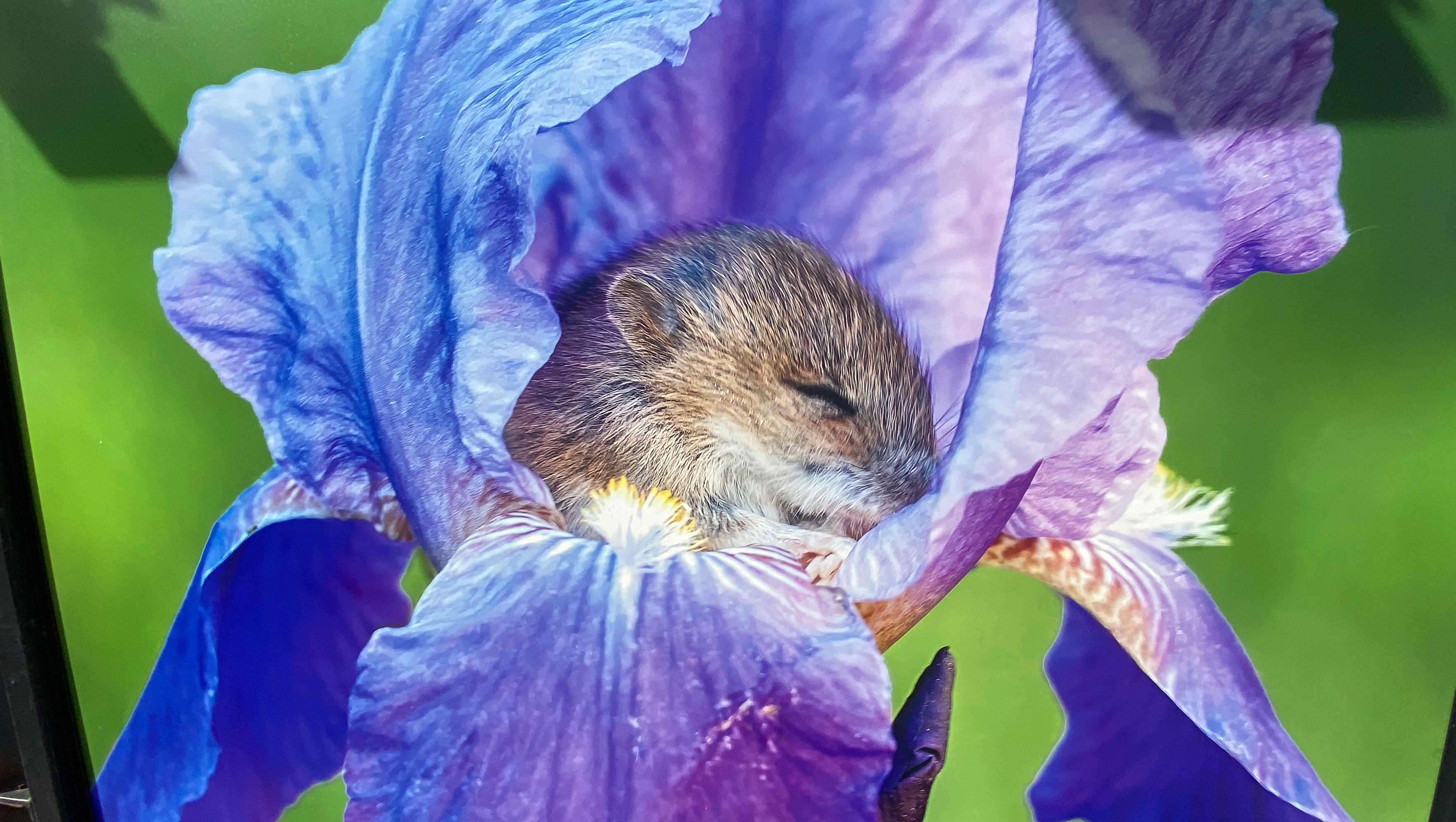 Москва. Тверской бульвар. Фотовыставка Заповедная Россия. Зачарованная Русь…