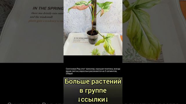 13.06.24 #Растения почтой🌿Липецк🌸Аглаонемы🌸Эпипремнумы🌿Филодендрон🌿Сингониумы🌸Сансевиерии