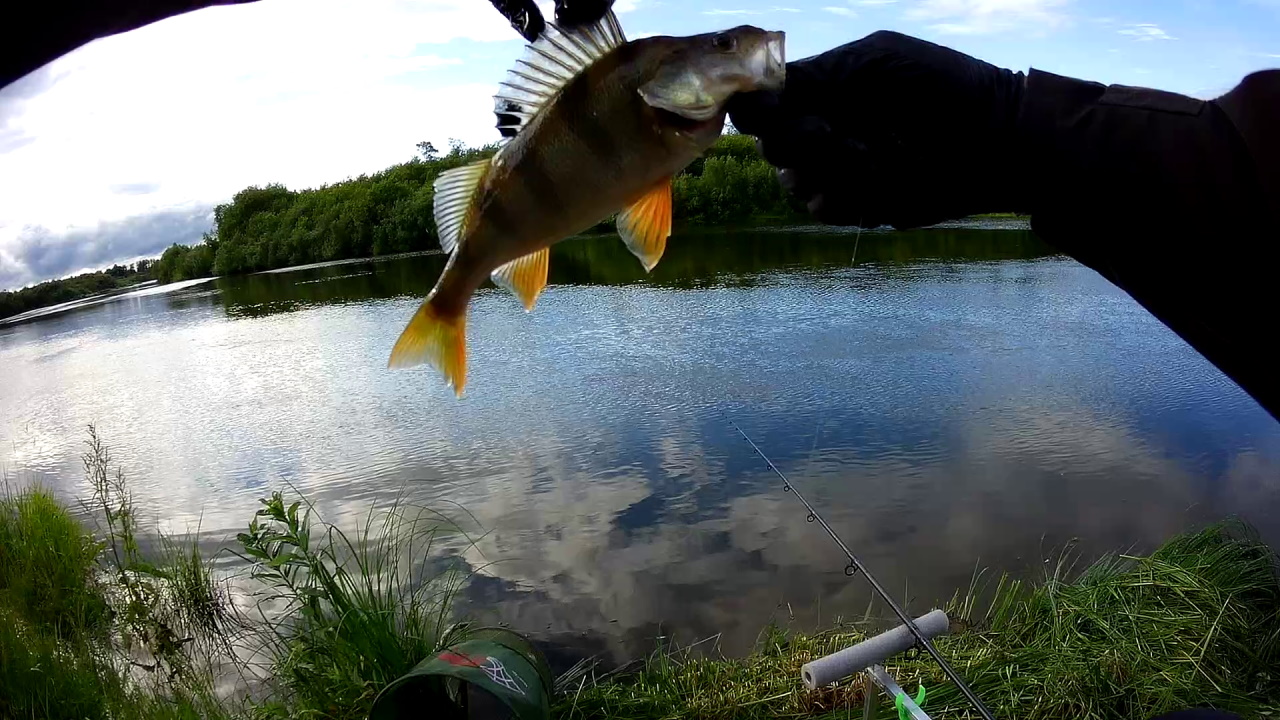 ОКУНЬ НА ФИДЕР 2.mp4