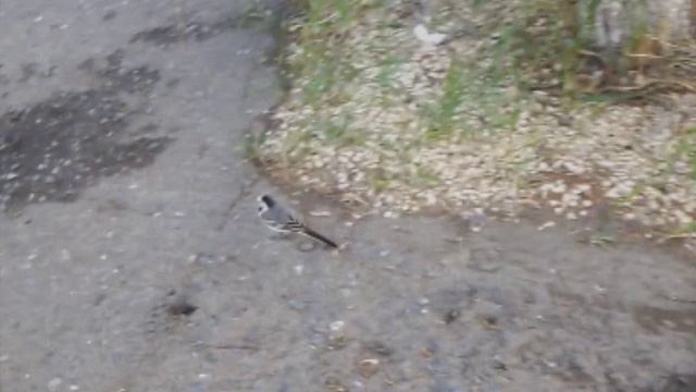 ПТИЧКИ-НЕВЕЛИЧКИ