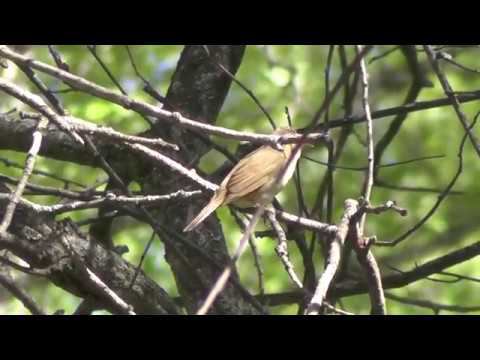 Славка садовая