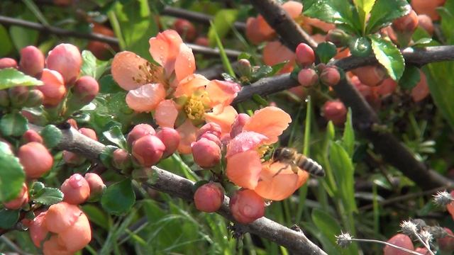 Весенний расвет.