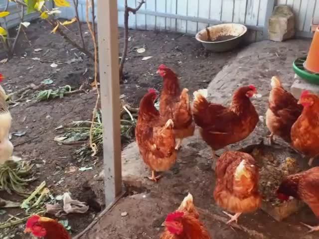 ХРОНИКИ УХОДЯЩЕГО ОКТЯБРЯ 2020