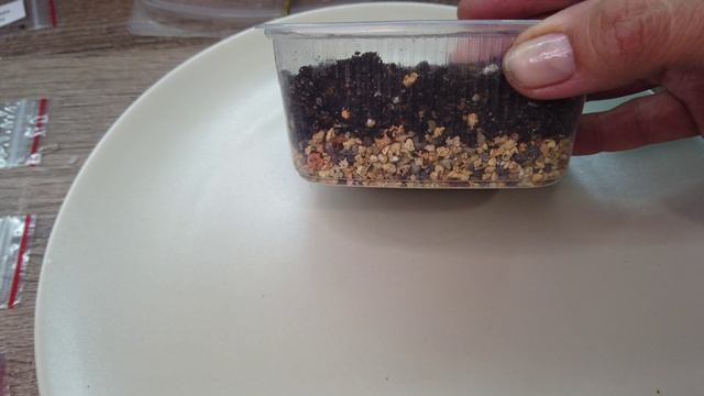 Кактусы из семян. Осенняя посадка