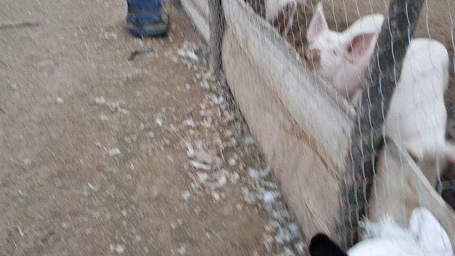 Ферма "У Михалыча-555"