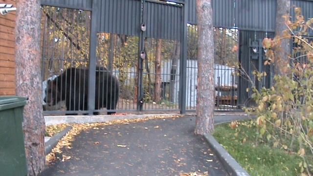 Бурый медведь.