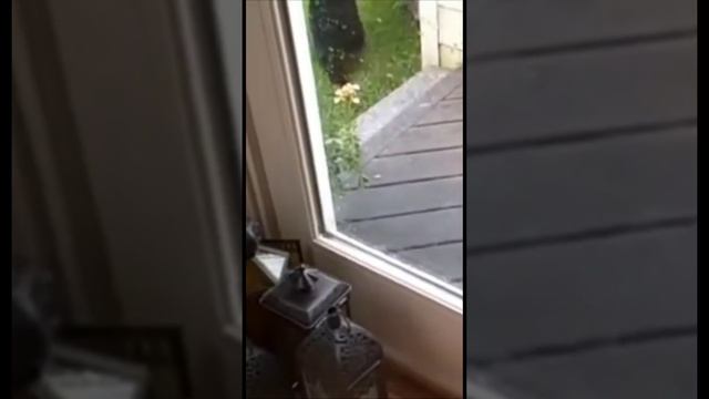 funny bears1#shorts.mp4