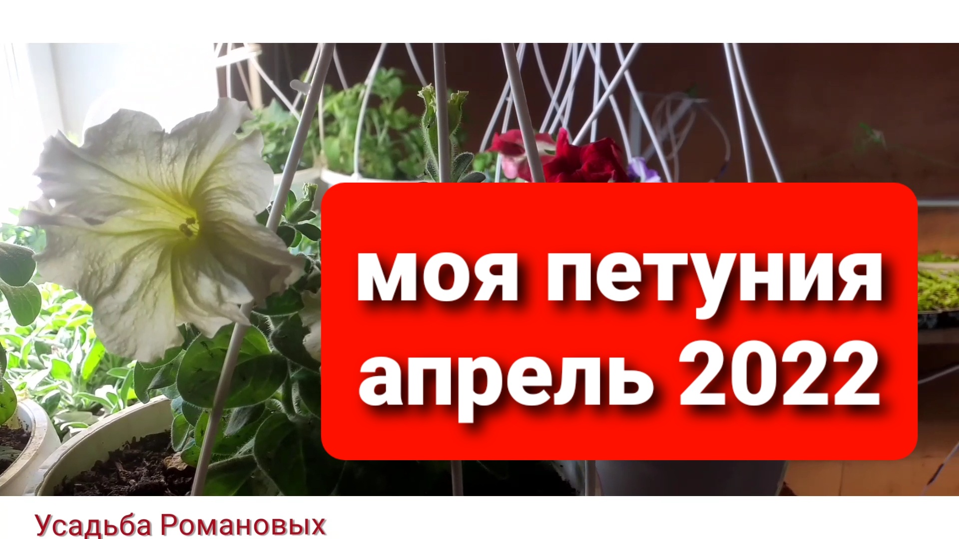 Петуния  2022.