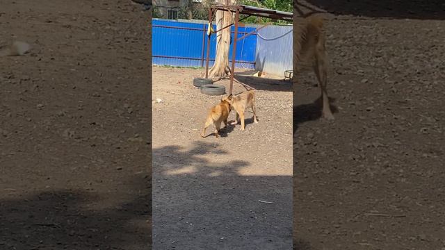 При помощи стриминга Помогли приюту Полянка! #помощь #приют #собаки #just_svyat #hs