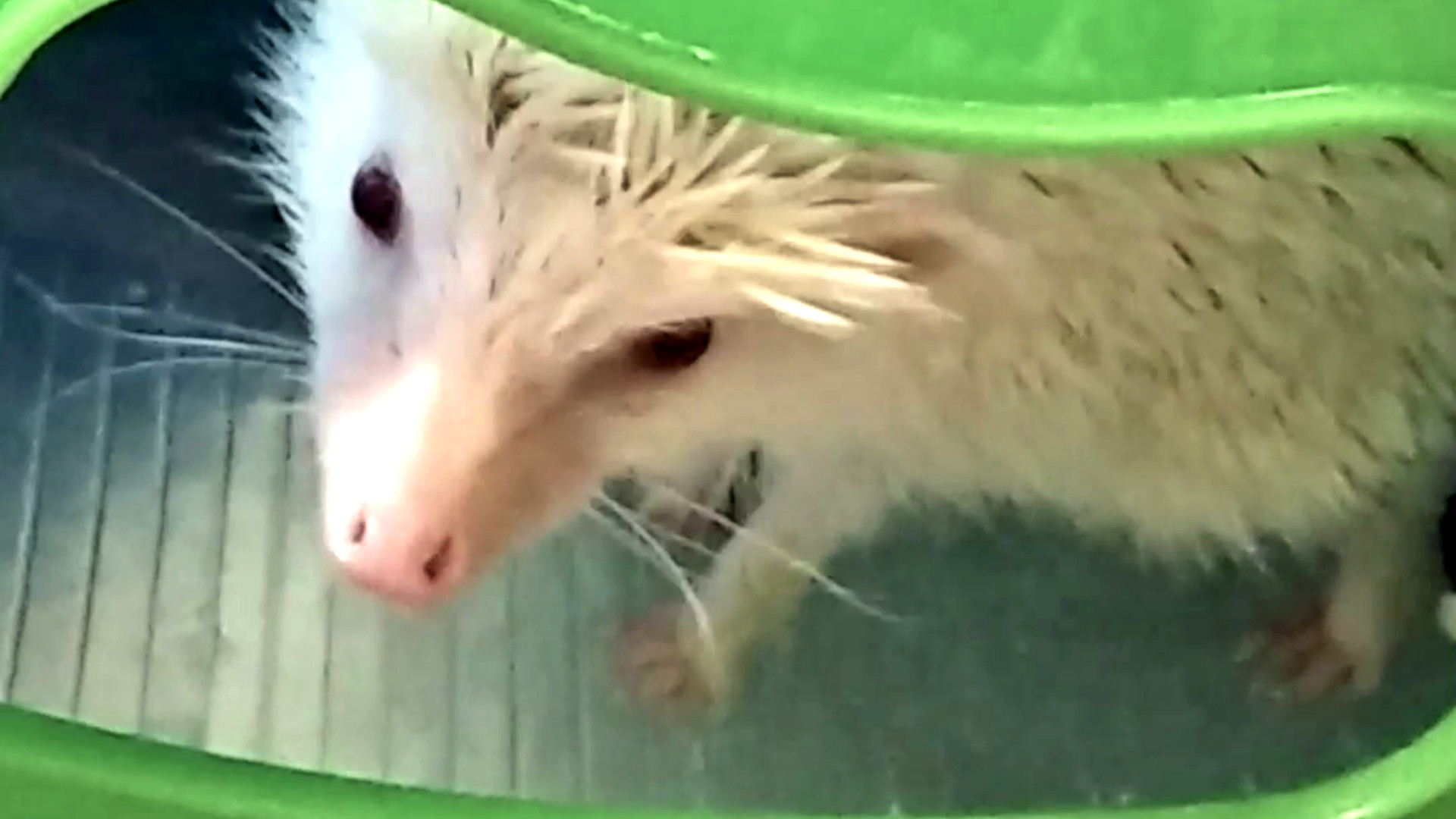 Кокос на тренировке