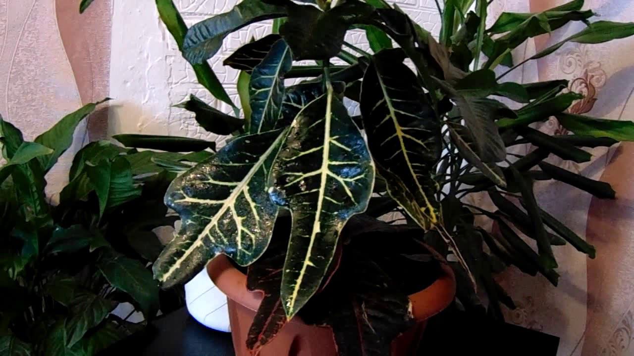 Кротон ( Кодиеум ) - Вырашивание и Уход в Домашних Условиях за Комнатным Растением.