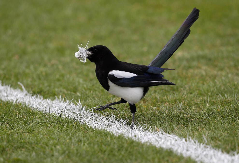 Воровка или эстет_ Что мы знаем о сороках!