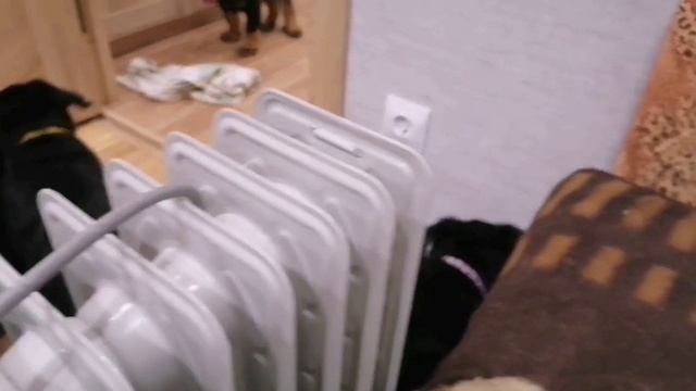 Щенки босерона  от Лексы и Медвина. 2 месяца .mp4