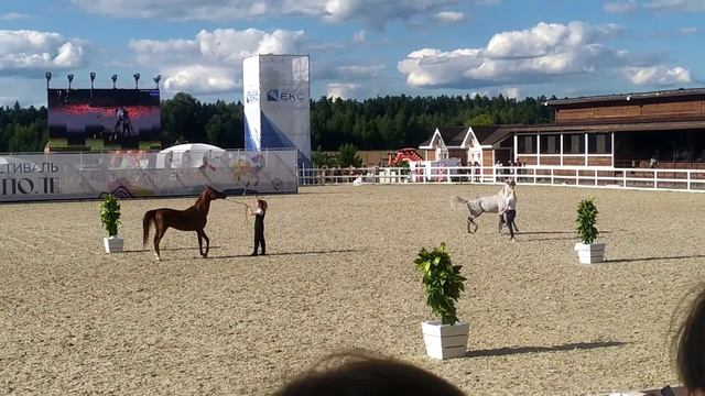 Парад пород - выпуск 6