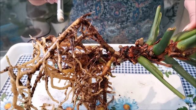 У антуриума длинный ствол, что делать? Как его обрезать?