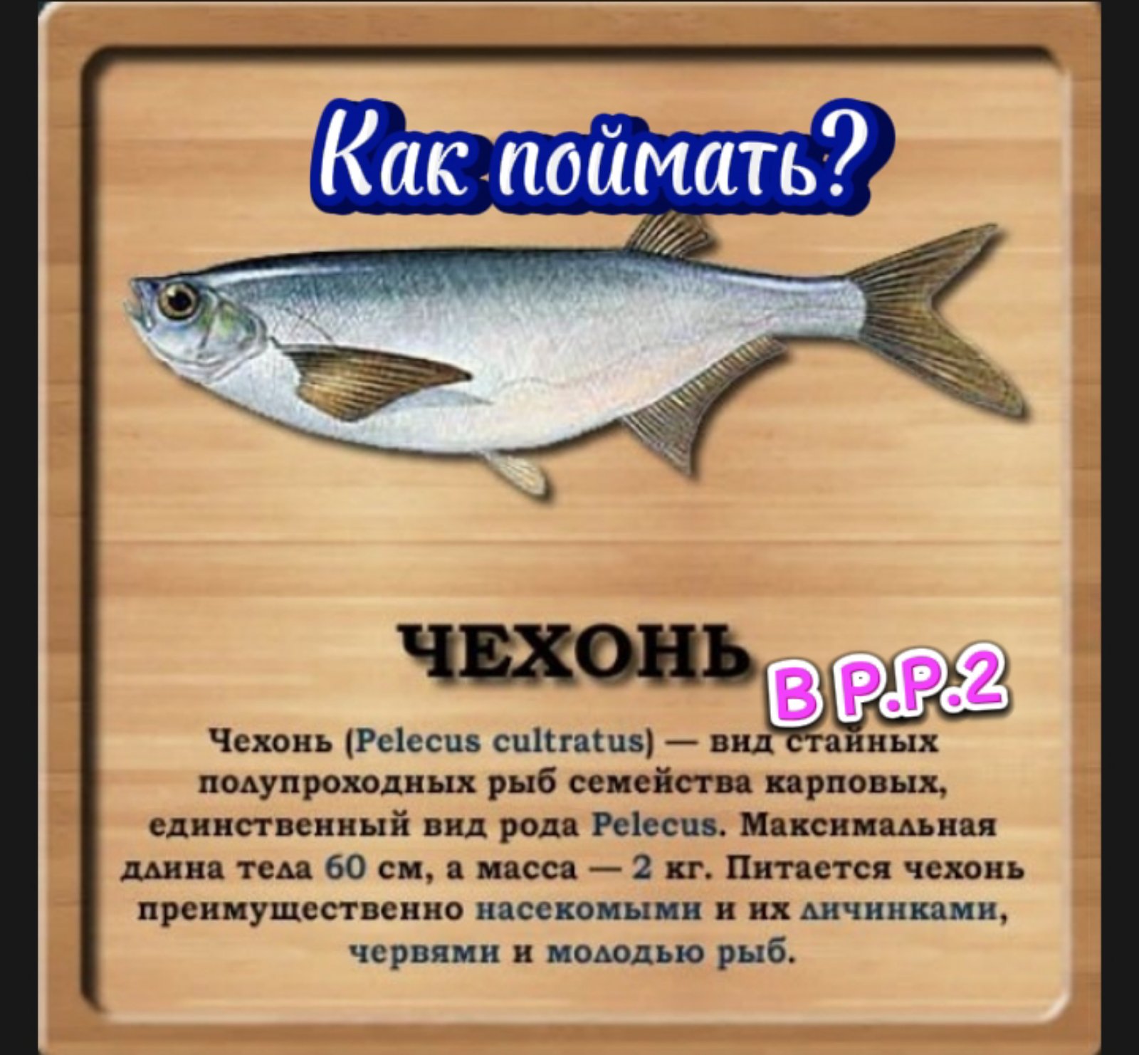 Как поймать Чехонь на локации река Ока. Р.Р.2