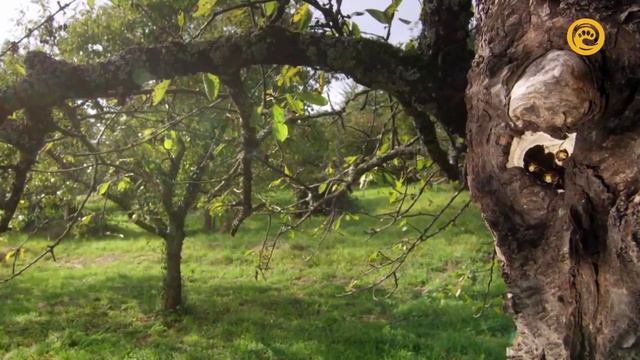 Макромиры. Долина ужасов.  Насекомые убийцы.  Документальный фильм (720p)