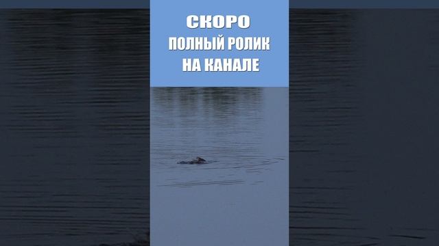 Вот кто сожрал всю рыбу !