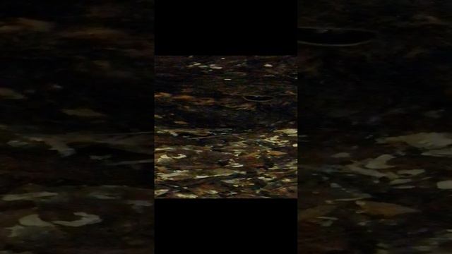 Провоцирую козодоя на пение его же звуками