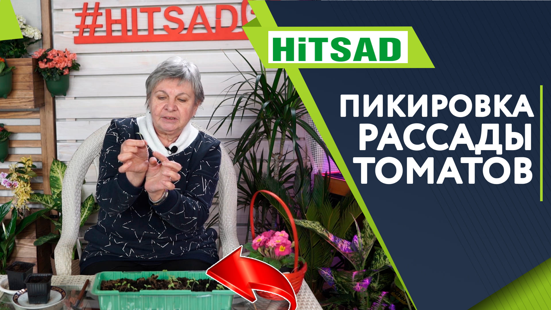 Пикировка томатов, Рассада упала, Желтеют листья рассады