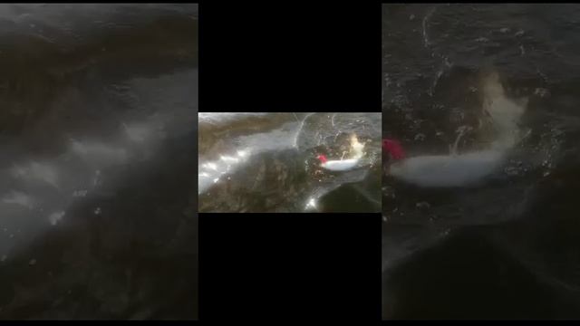 Ловля кунджи на воблер 90 мм (25 гр) от Mr. Musurok