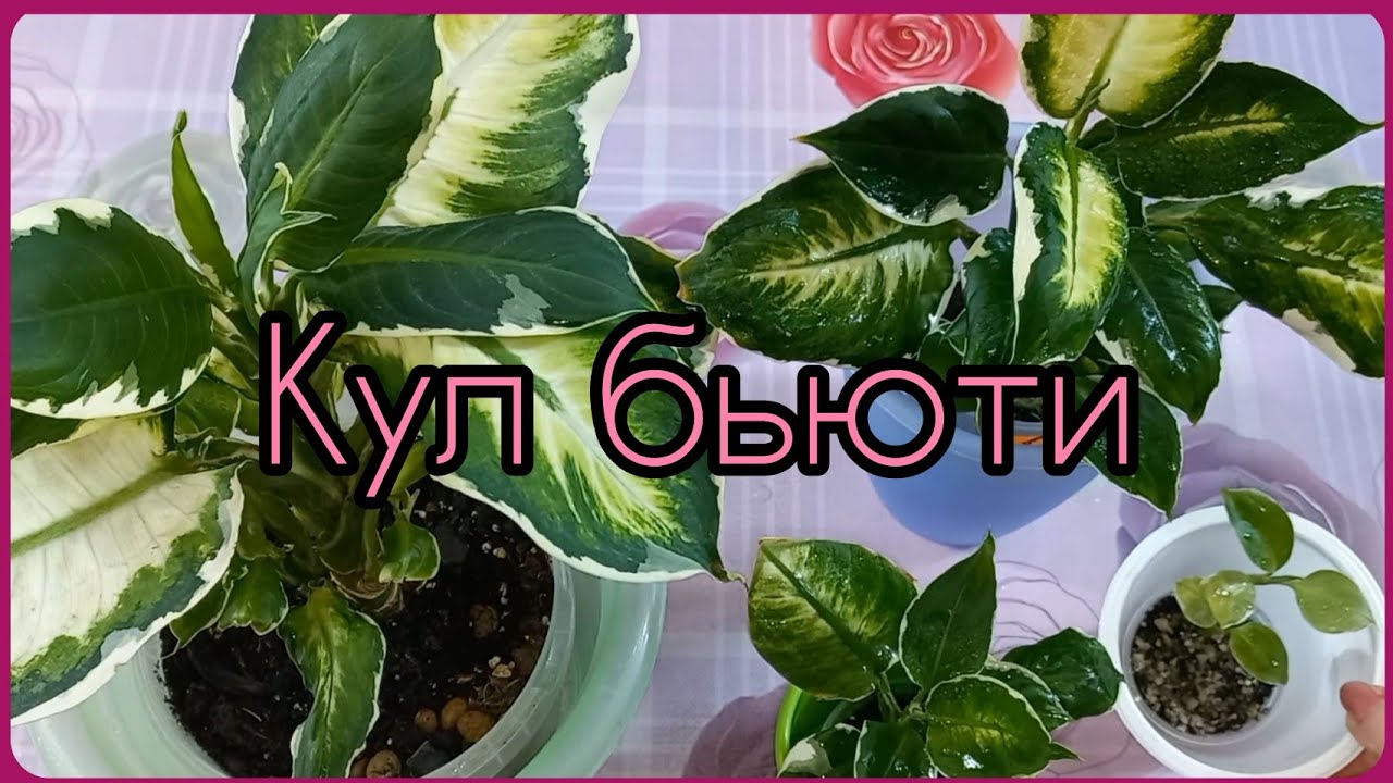 3 месяца развития?ДИФФЕНБАХИЯ Кул Бьюти?Перлит возвращает к жизни слабый черенок?Размножение