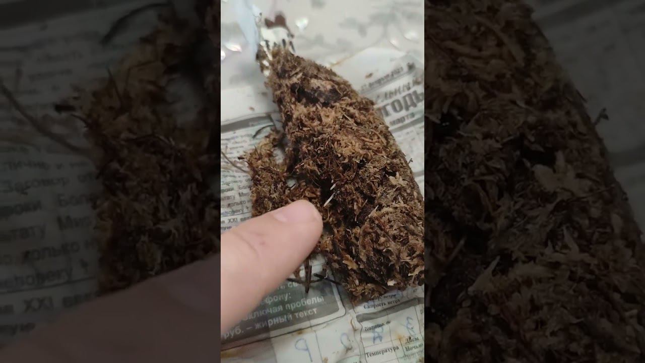 Клонекс гель и черенки 2