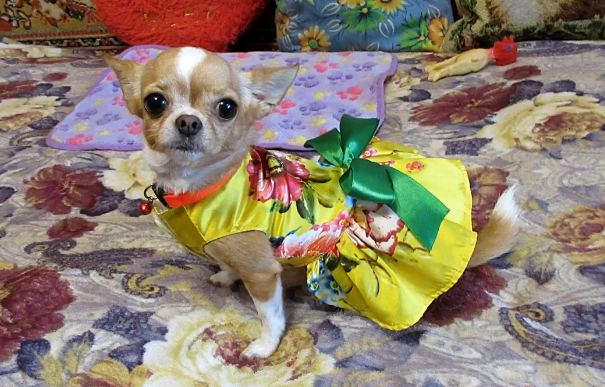 ???Одежда для собак с Aliexpress. Мини чихуахуа Нюра.Dog clothes with Aliexpress. Mini Chihuahua.