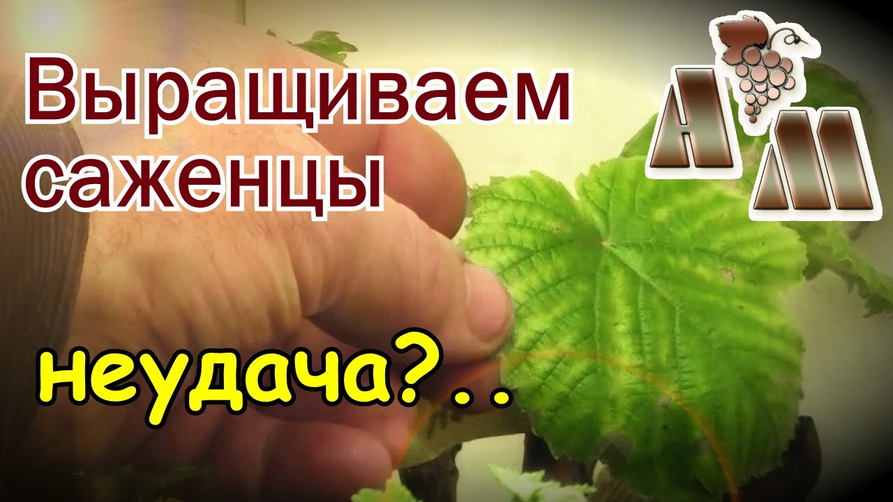 ? Выращивание саженцев винограда в емкостях - 2. Как относиться к неудачам?