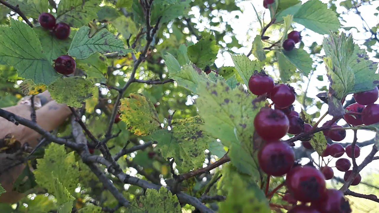 За бояркой.