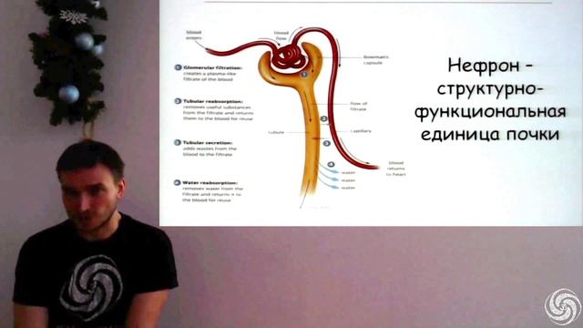 10.17. Выделительная система. Почки, МВП