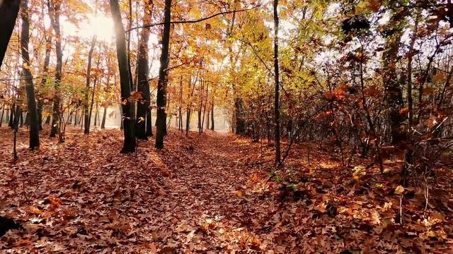 Осень. Красивая музыка для души.