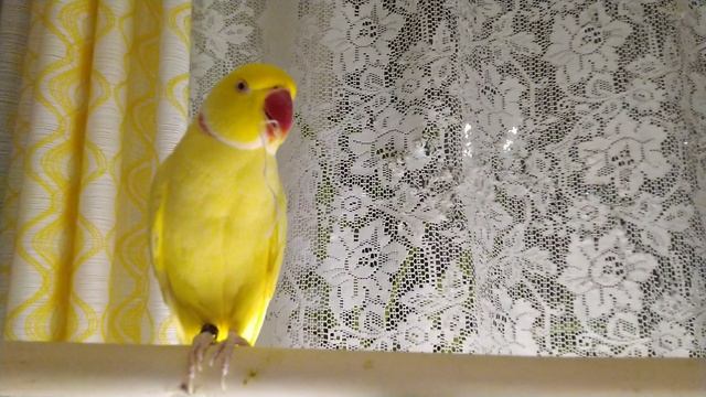 Верёвочки попугаям не особо нравятся