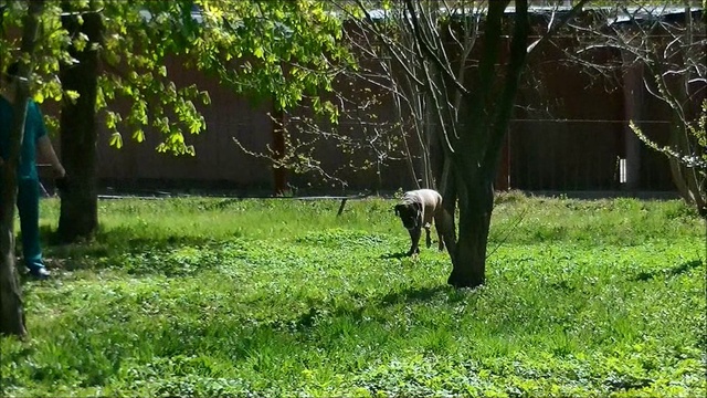 Зоогостиница Бемби. Выгул собак.