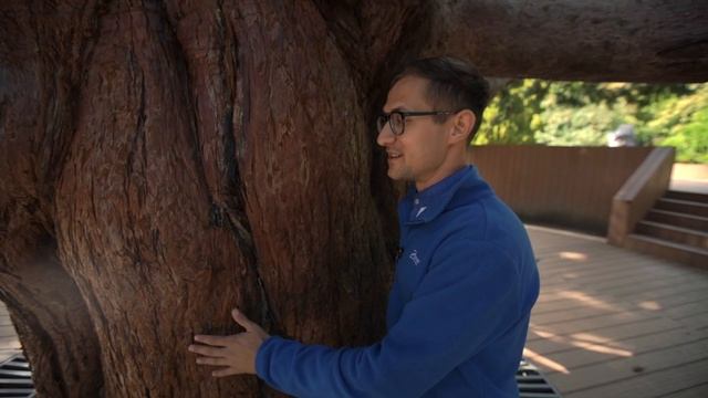 #ПриветАртек - Дерево желаний.mp4