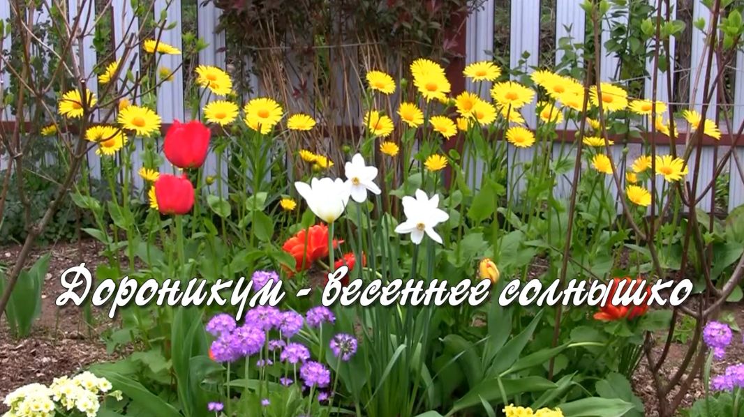 Дороникум - весеннее солнышко (Жёлтая ромашка). Дачные картинки 2022.mp4