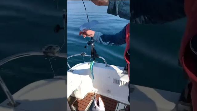 Ловля симы на оснащённую троллинговую блесну от Mr. Musurok #shorts