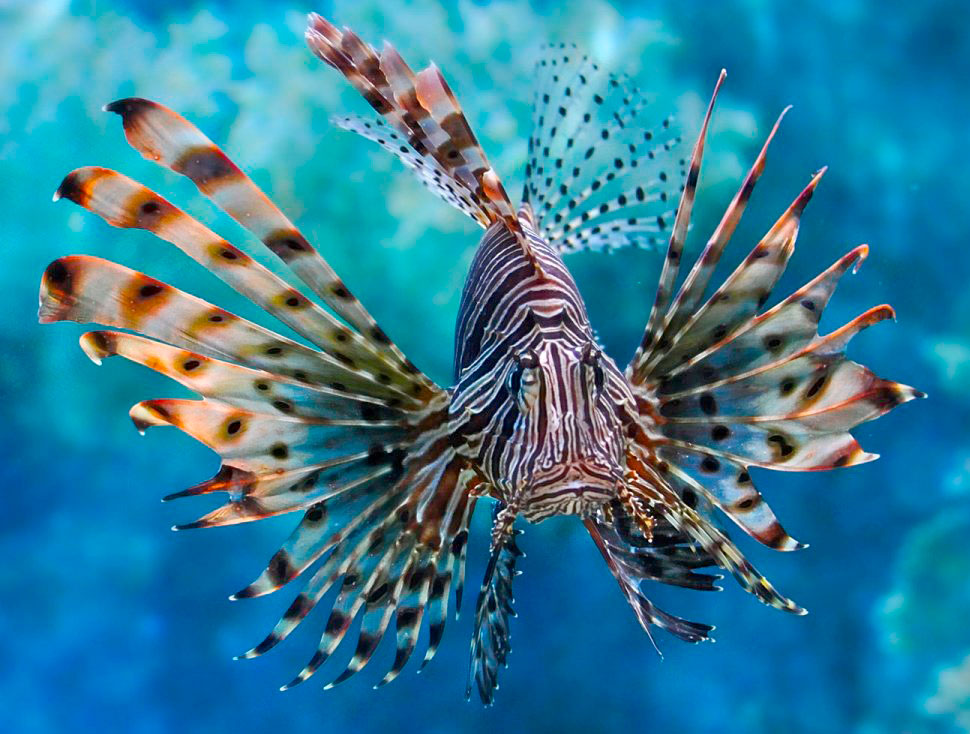 Шри Ланка, подводный мир Индийского океана