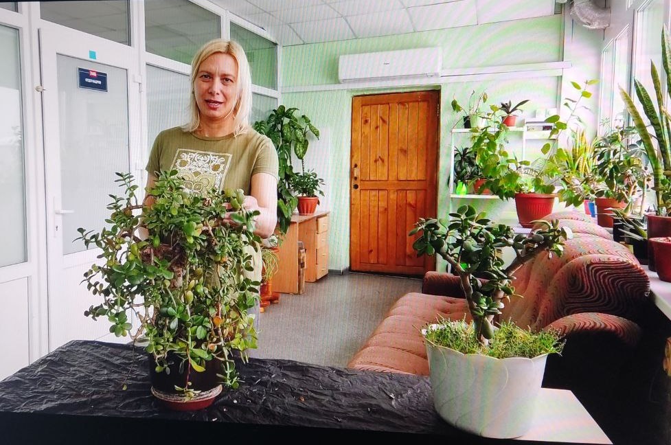 Спасение старой крассулы. Crassula ovata "Денежное дерево" долго ждало помощи