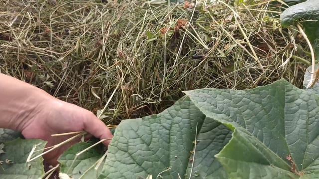 Подушка для огурчиков 🤓