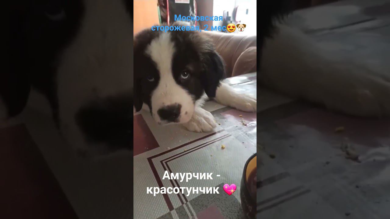 Амурчик просто МиФФка 11 января 2024 г.