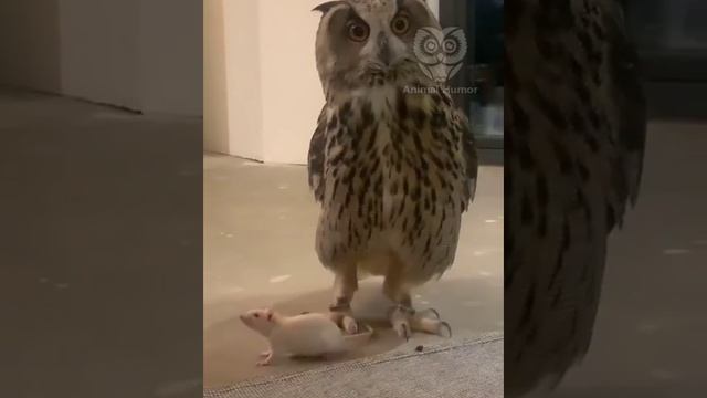 Странная дружба.