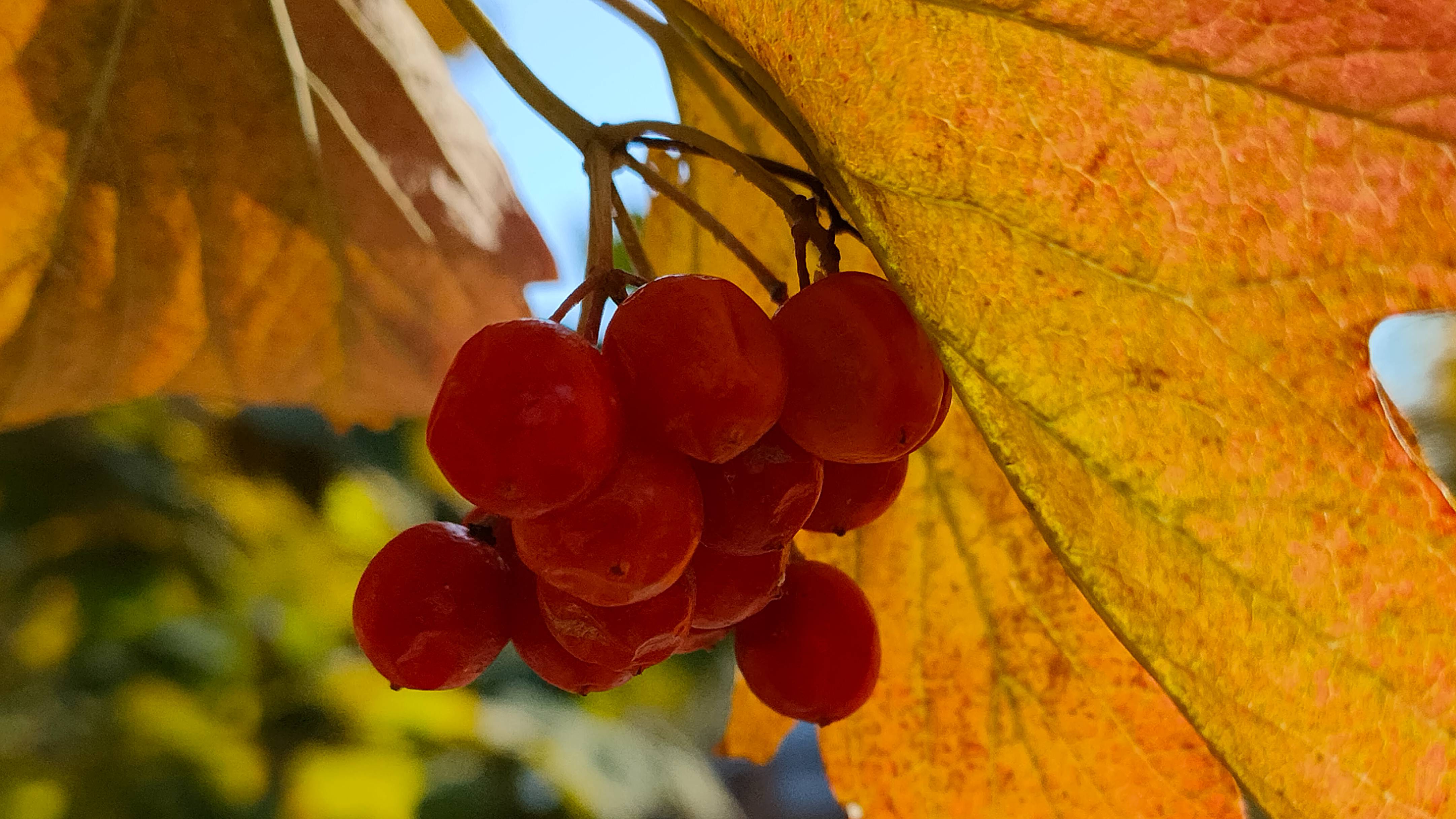 Время листопада 2023 г.