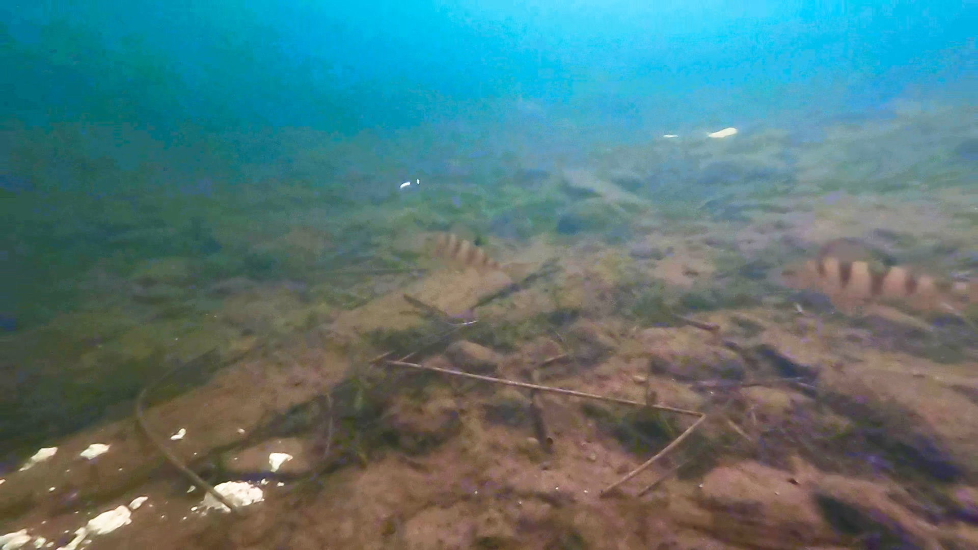 ОКУНЬКИ В ПАСМУРНЫЙ ДЕНЬ ЗИМОЙ НА РЕКЕ