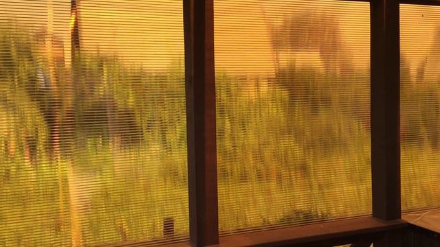 Оса хочет поселиться в поликарбонате