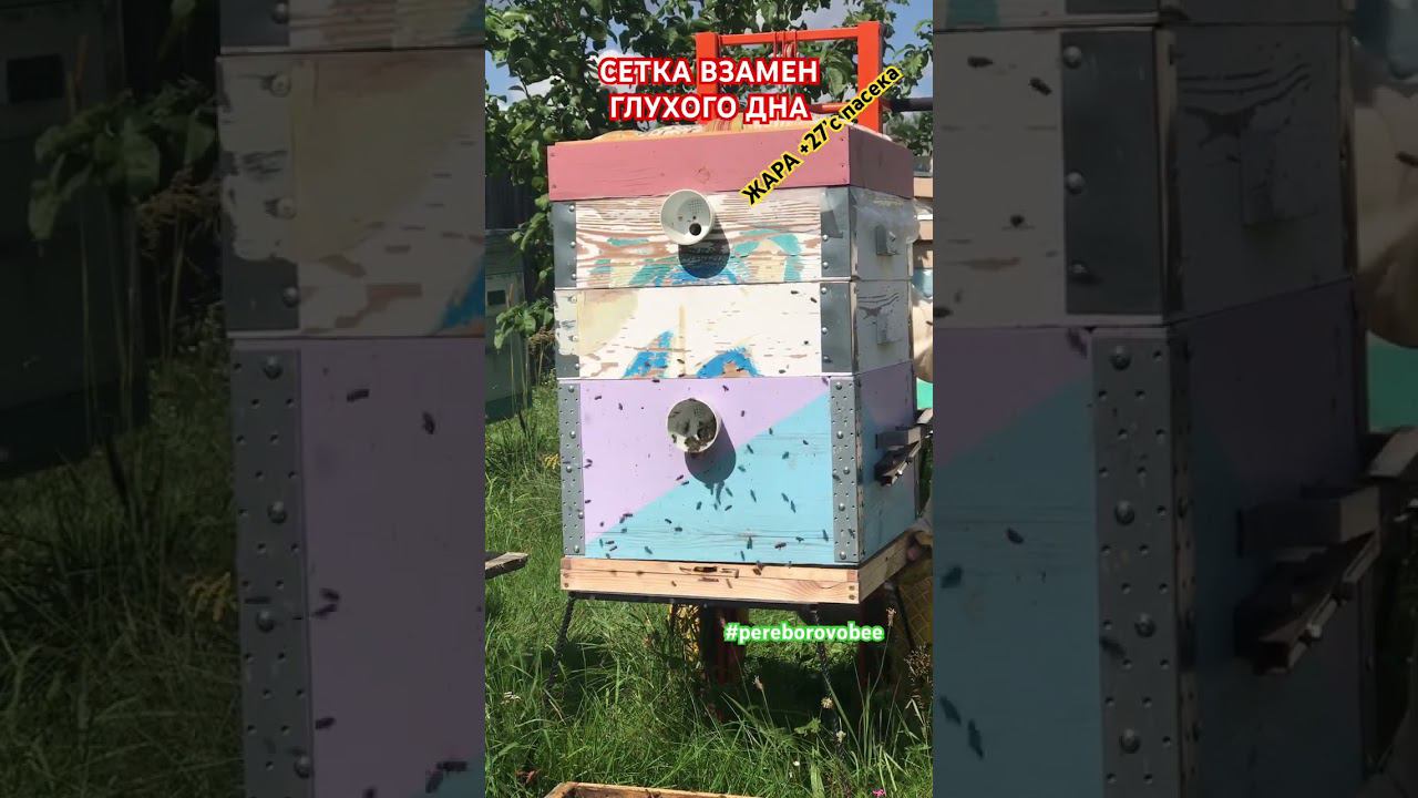 Сетка взамен глухого дна! ПАСЕКА! #pereborovobee #пчеловодство #пасека #мёд #улей #пчеловодство60сек