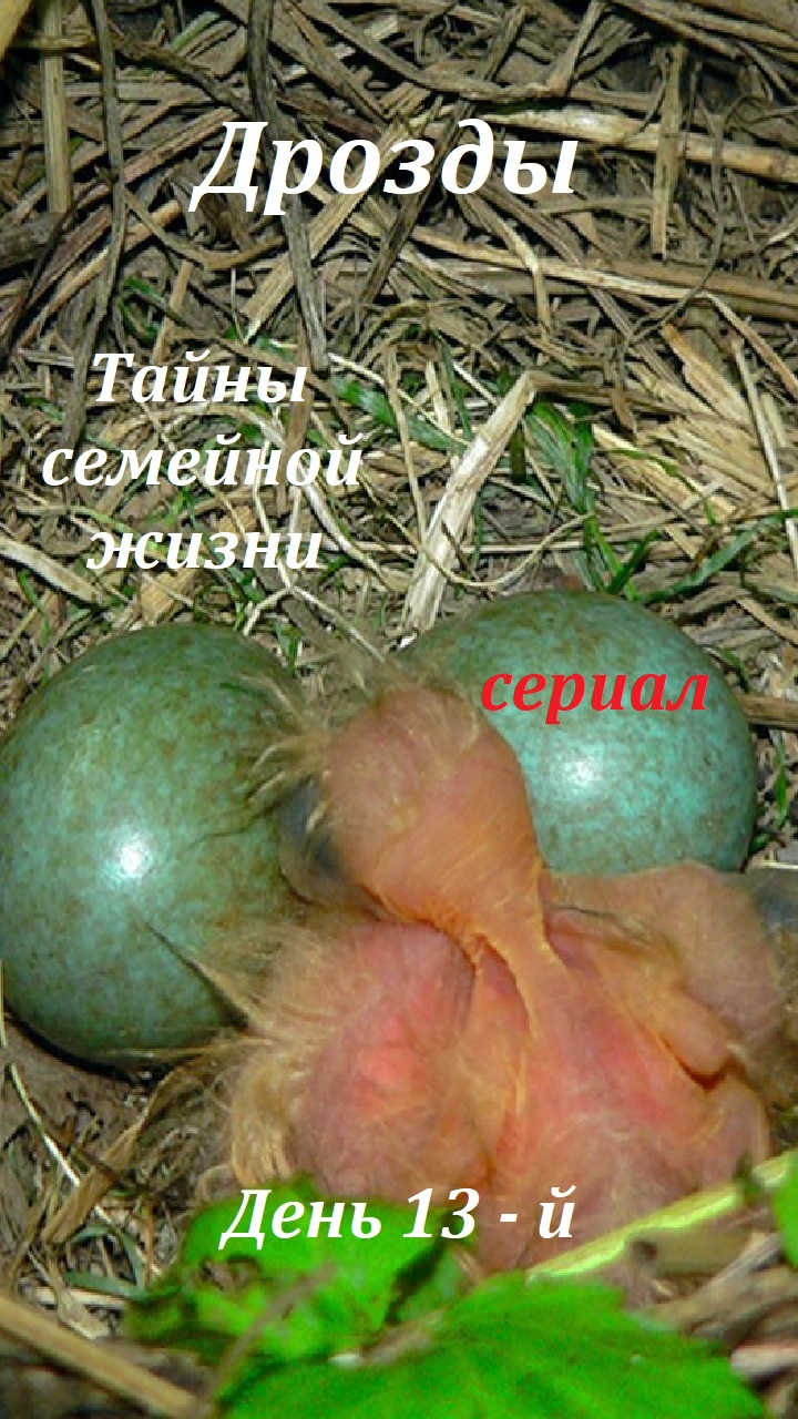 Птица дрозд. Тайны семейной жизни. День тринадцатый