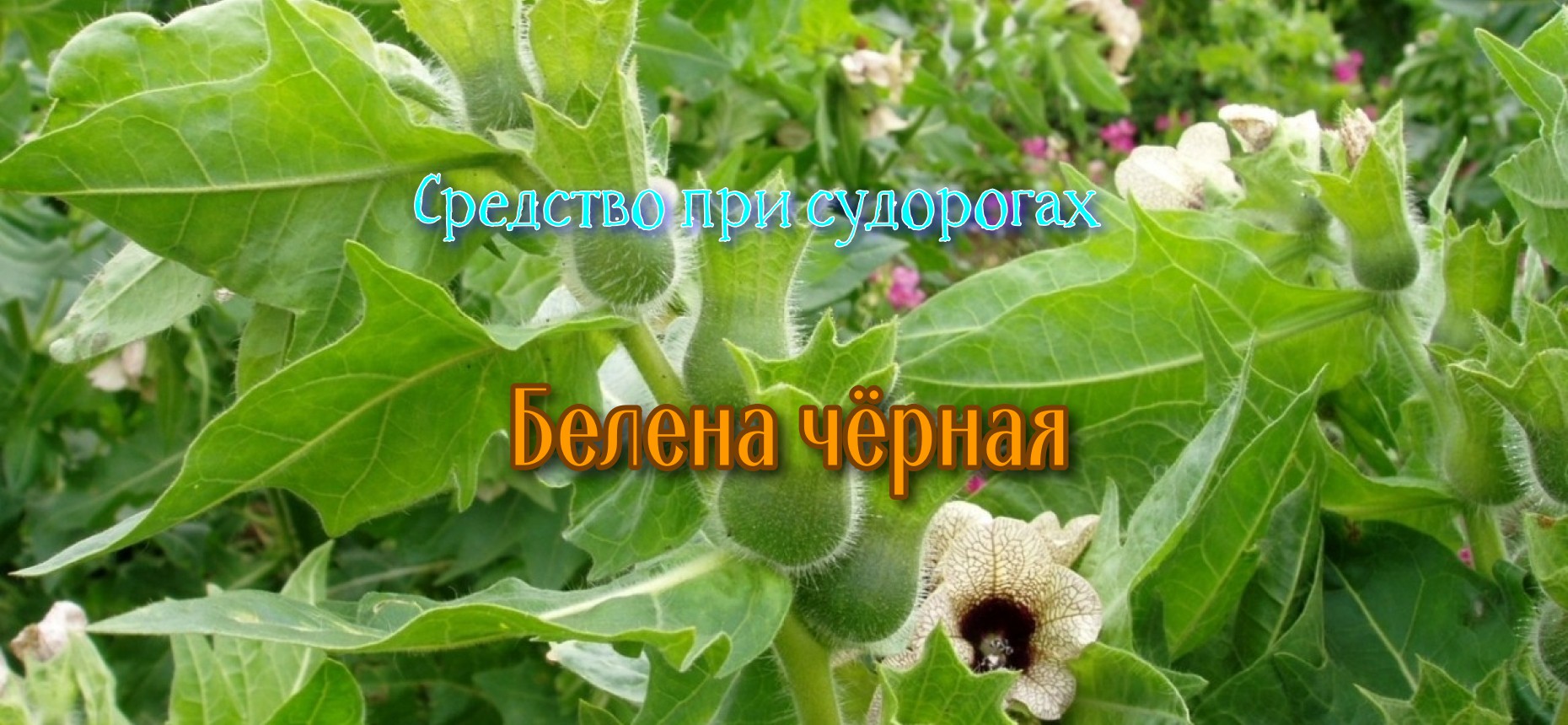 Средство при судорогах. Белена чёрная